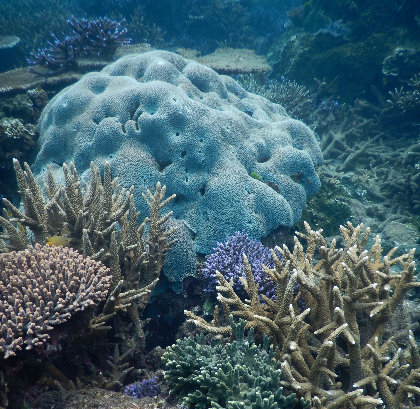 Island Snorkelling Safari